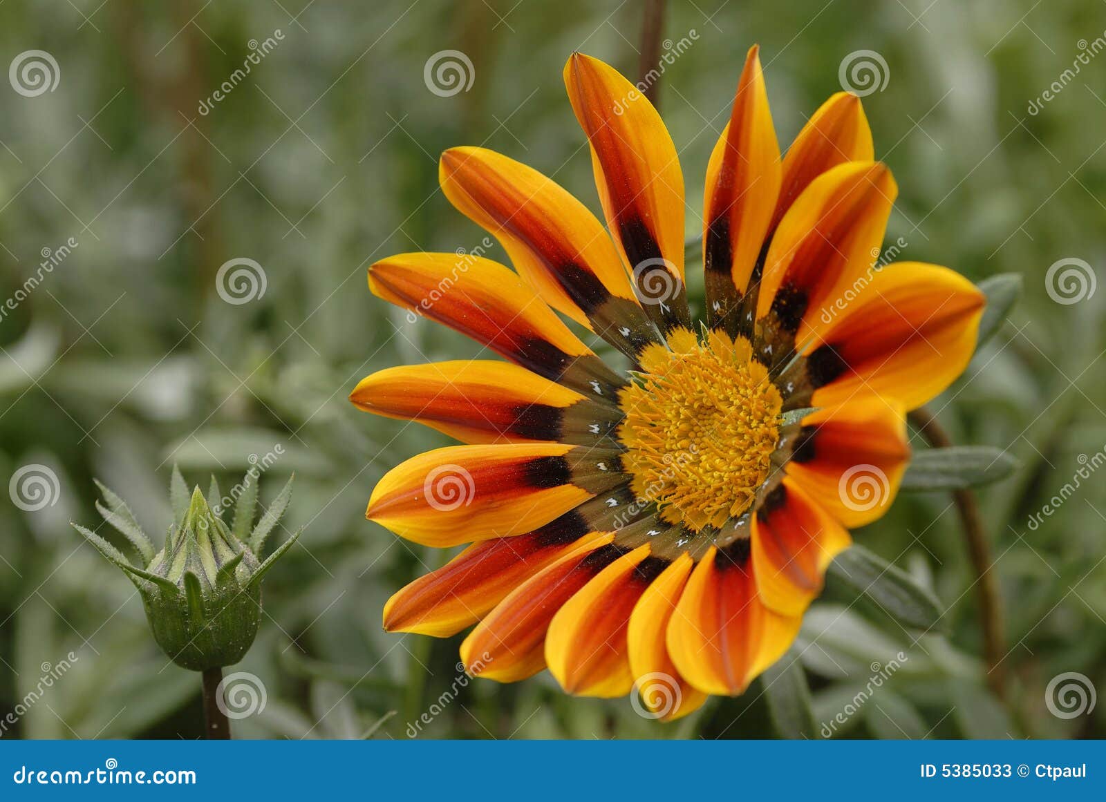 Ornage Flower Picture. Image: 5385033