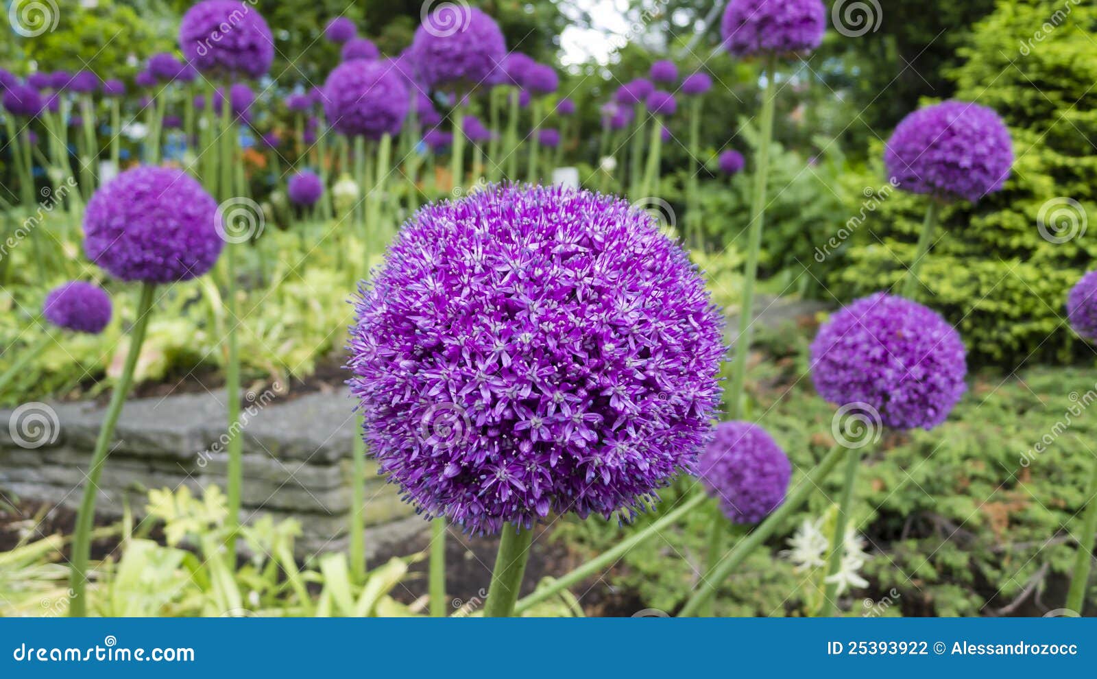 Ornamental allium flower stock photo. Image of globular - 25393922