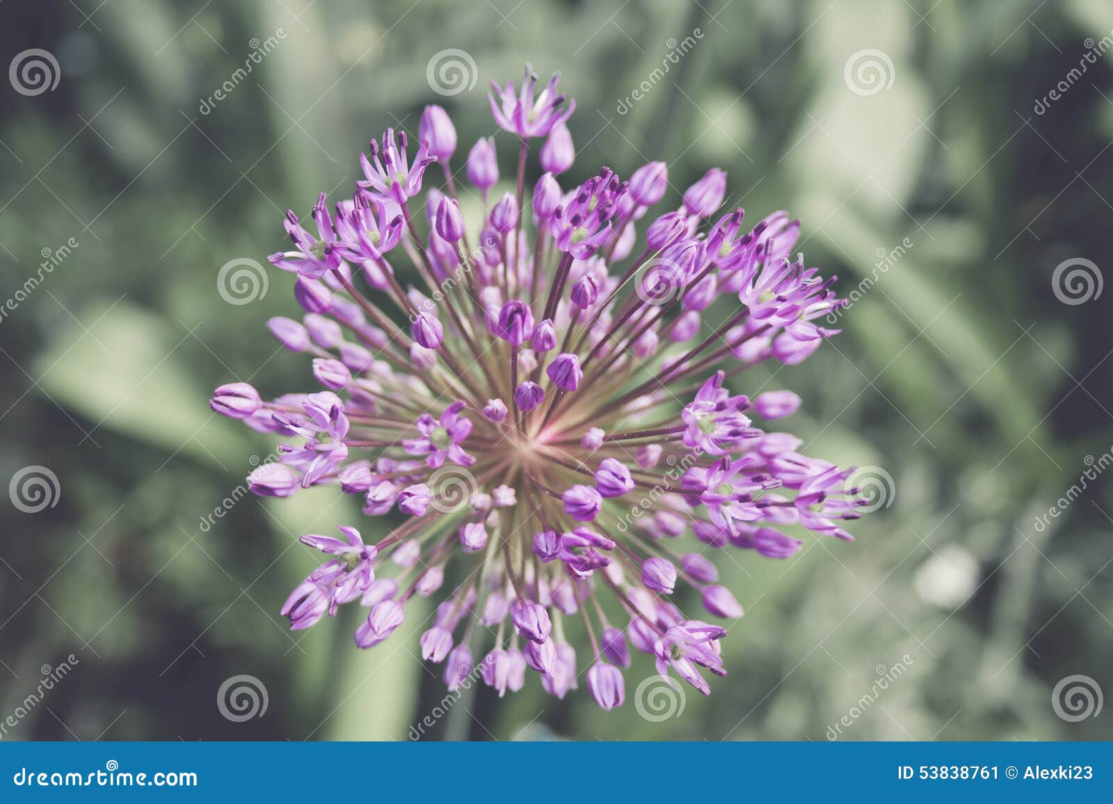 Ornamental allium stock image. Image of ornamental, flowering - 53838761