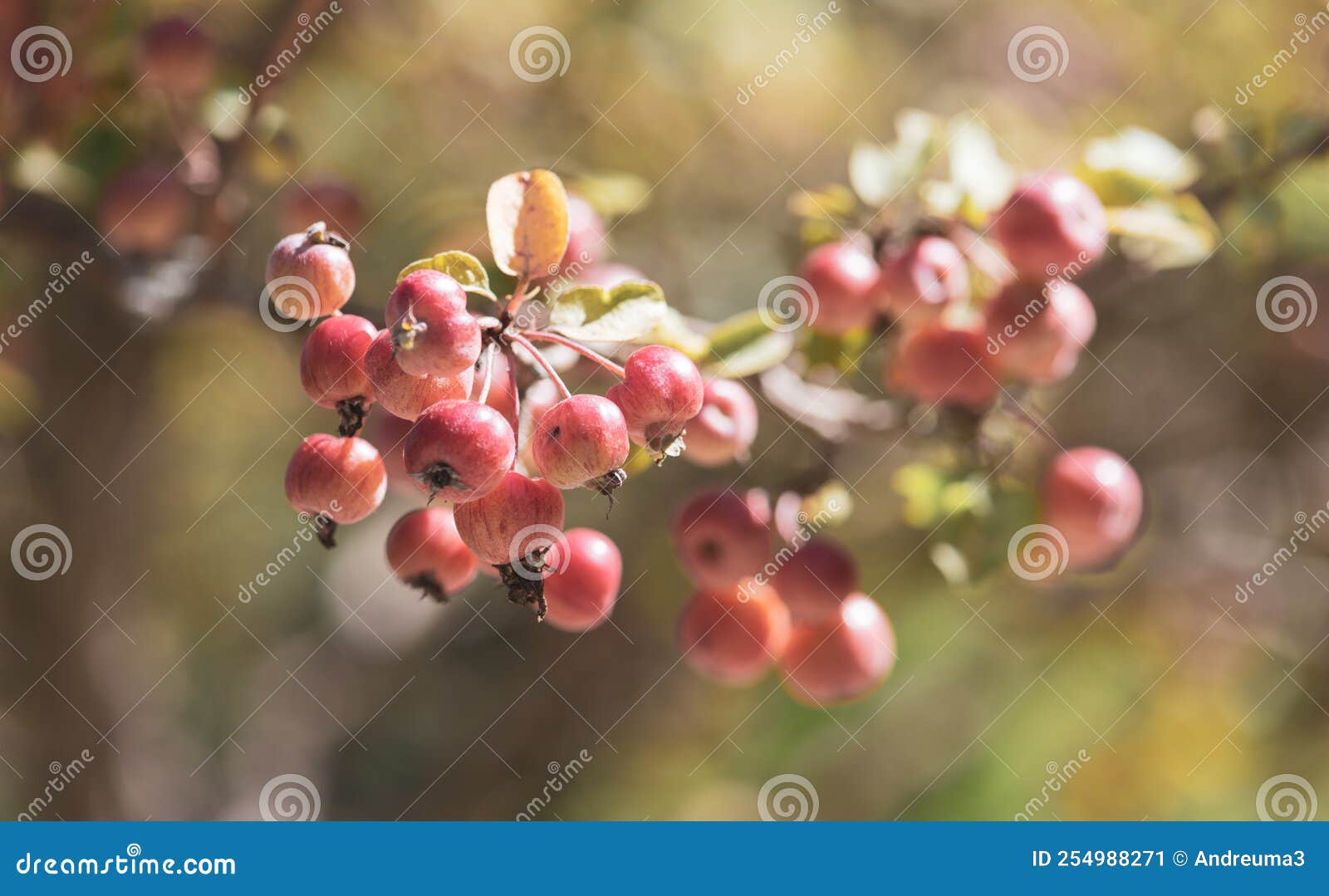 Ornamental Apple Tree Red Sentinel Stock Image - Image of fruit ...