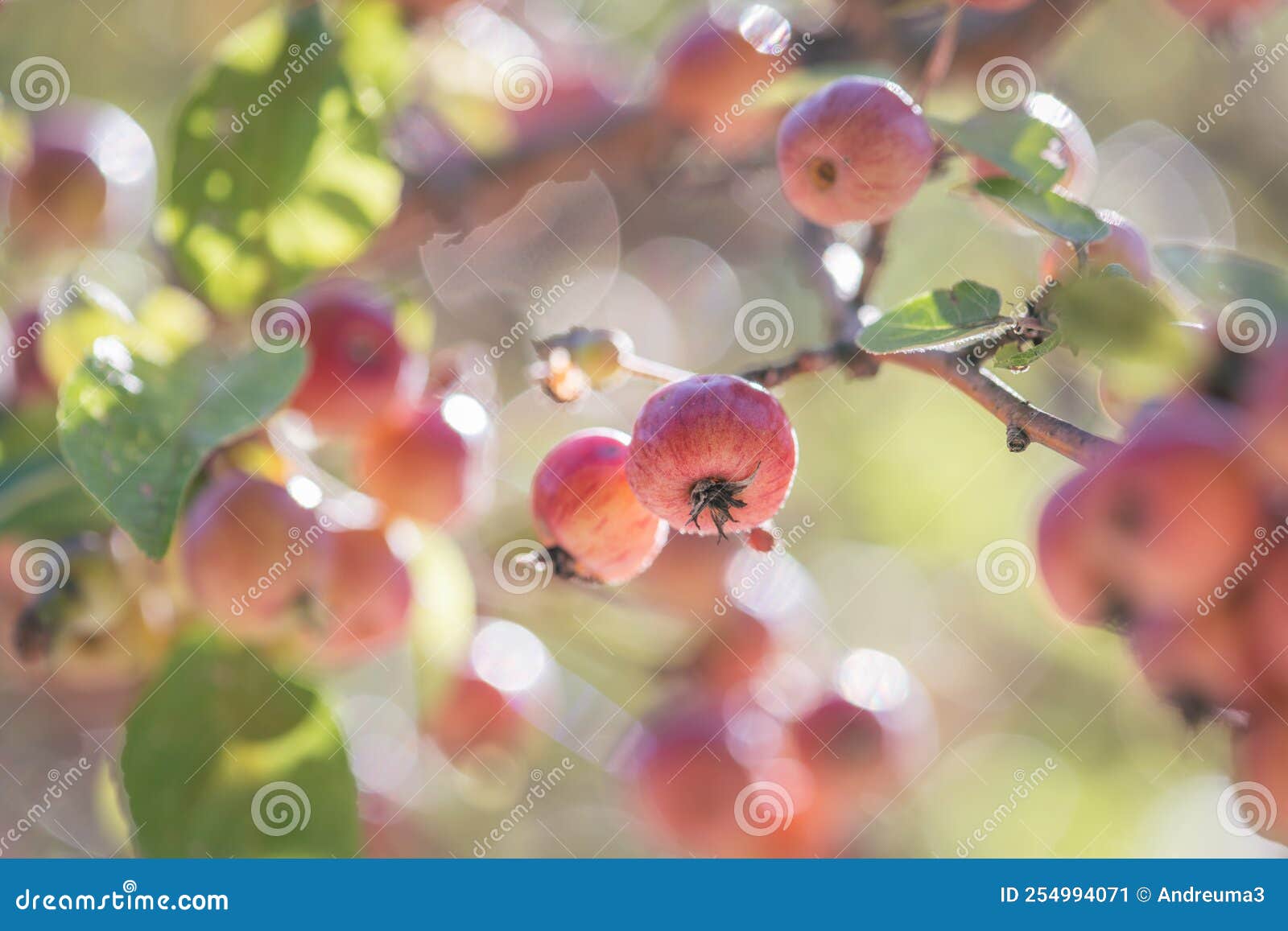 Ornamental Apple Tree Red Sentinel Stock Image - Image of plants, fruit ...