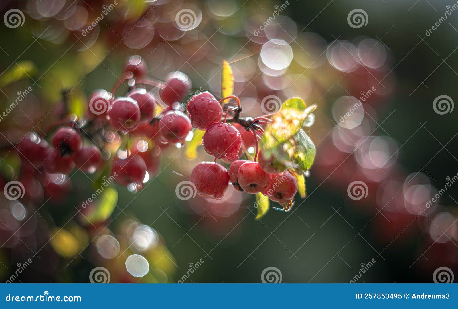 Ornamental Apple Tree Red Sentinel Vintage Lens Rendering Stock Image ...