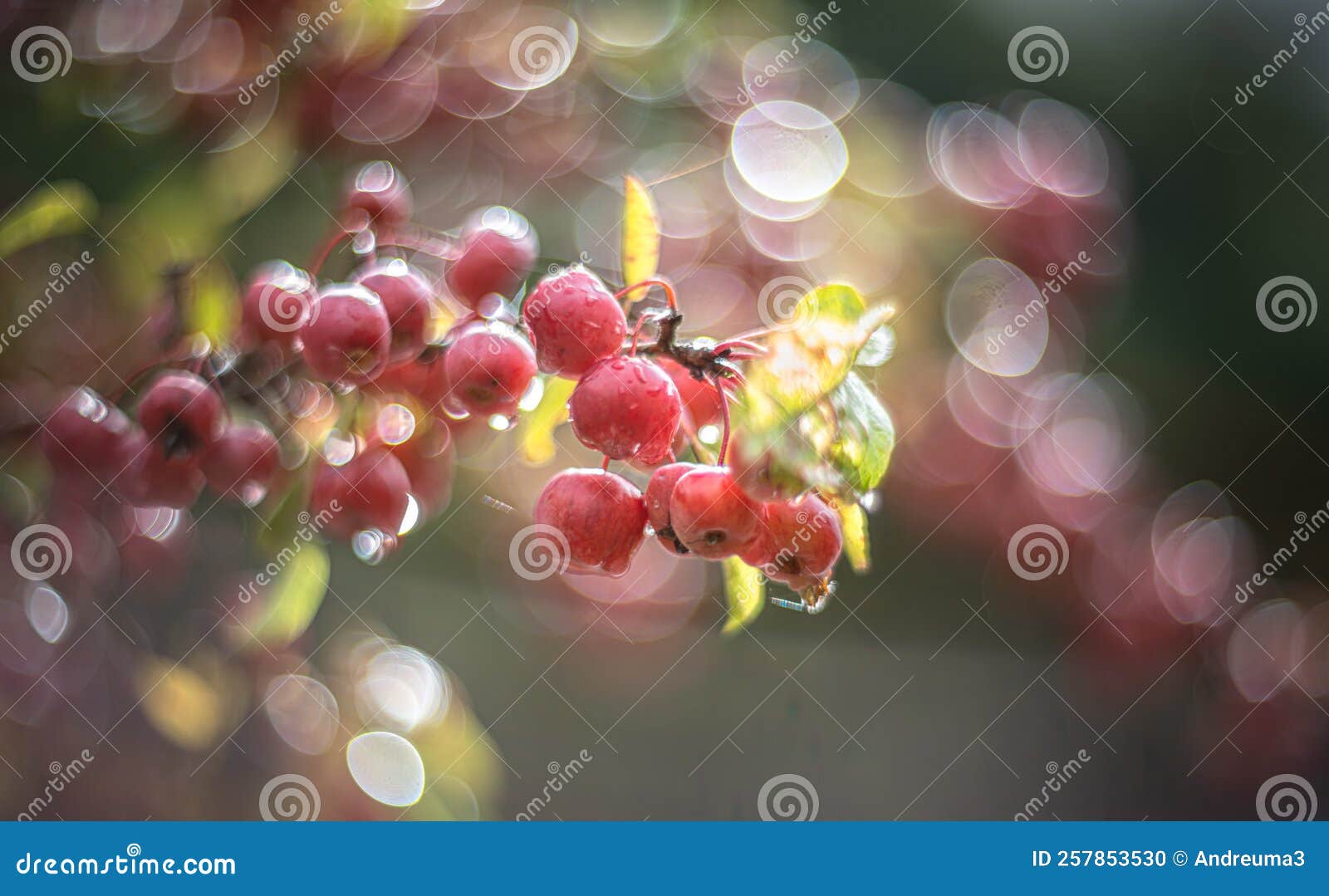 Ornamental Apple Tree Red Sentinel Vintage Lens Rendering Stock Photo ...