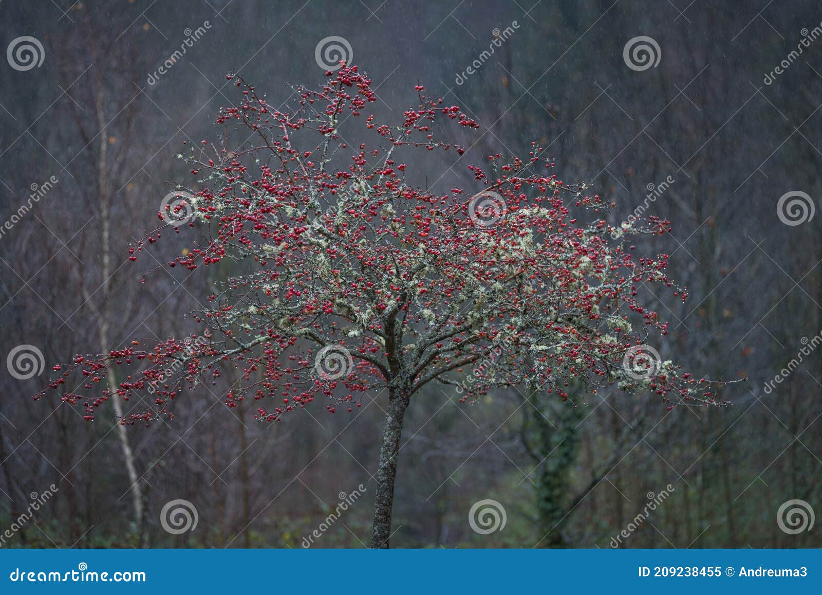 Ornamental red apple tree stock image. Image of close - 209238455