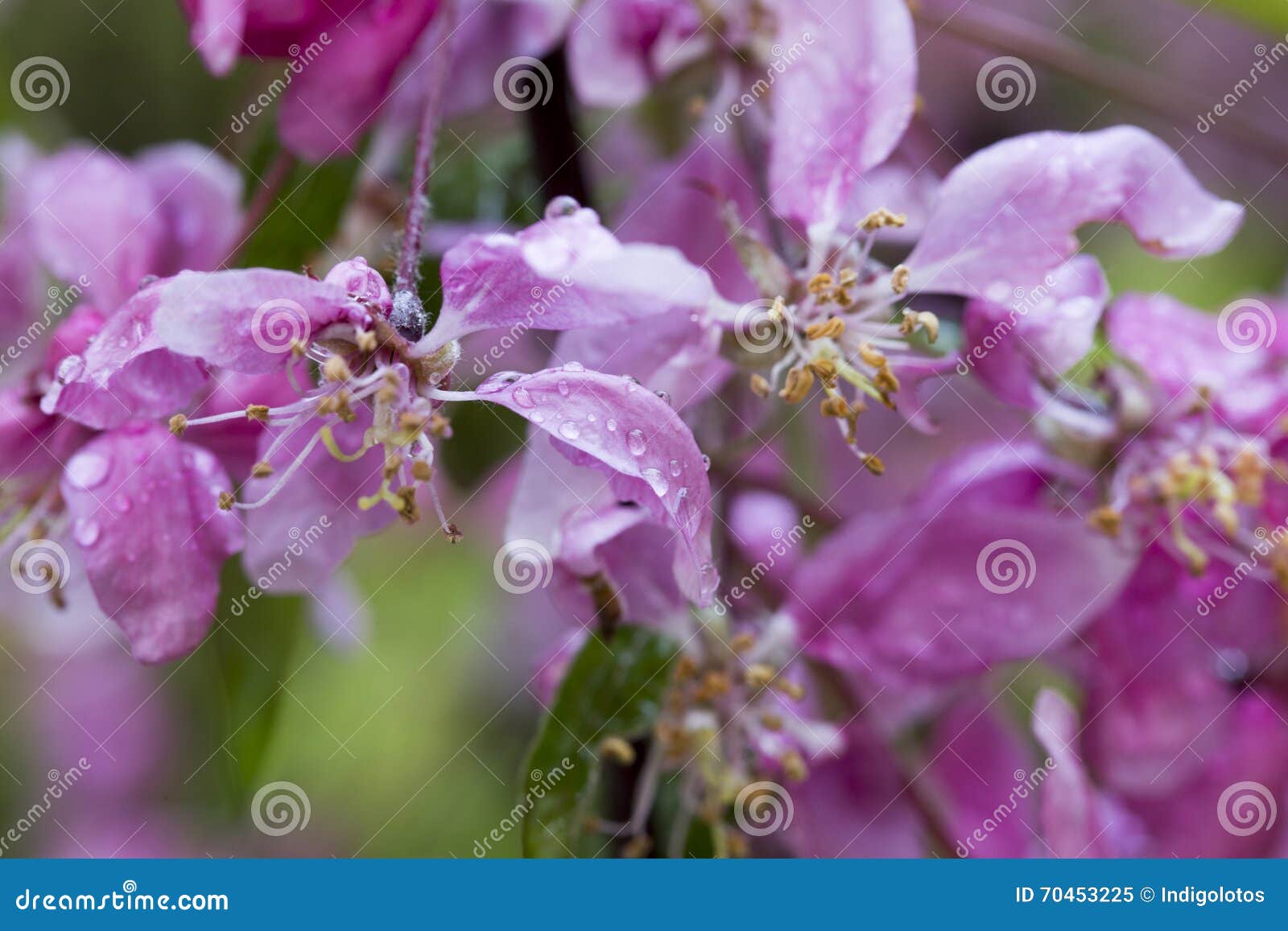 Ornamental Apple Tree Royal Beauty. Stock Image - Image of springtime ...