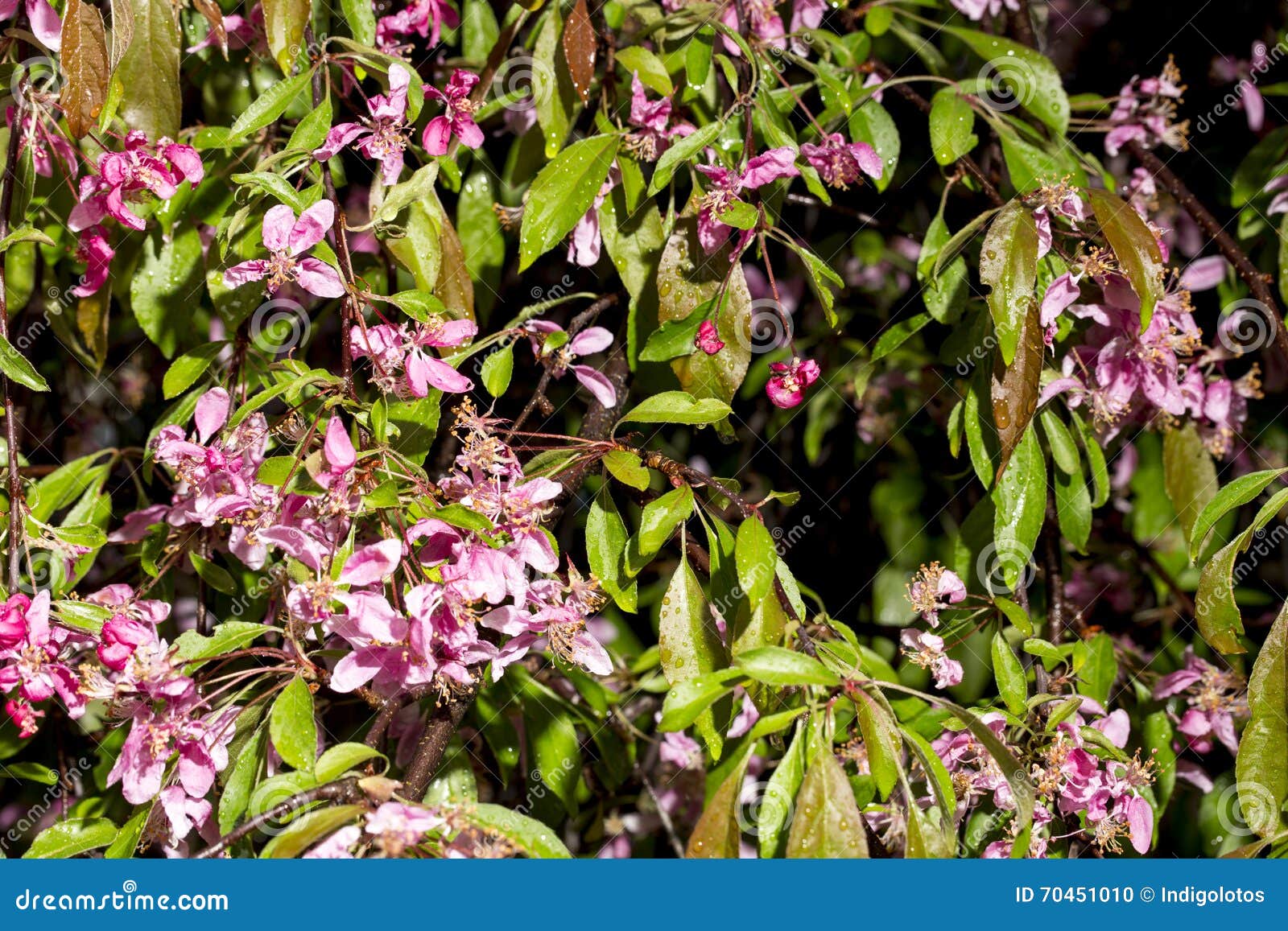 Ornamental Apple Tree Royal Beauty. Stock Photo - Image of raceme ...