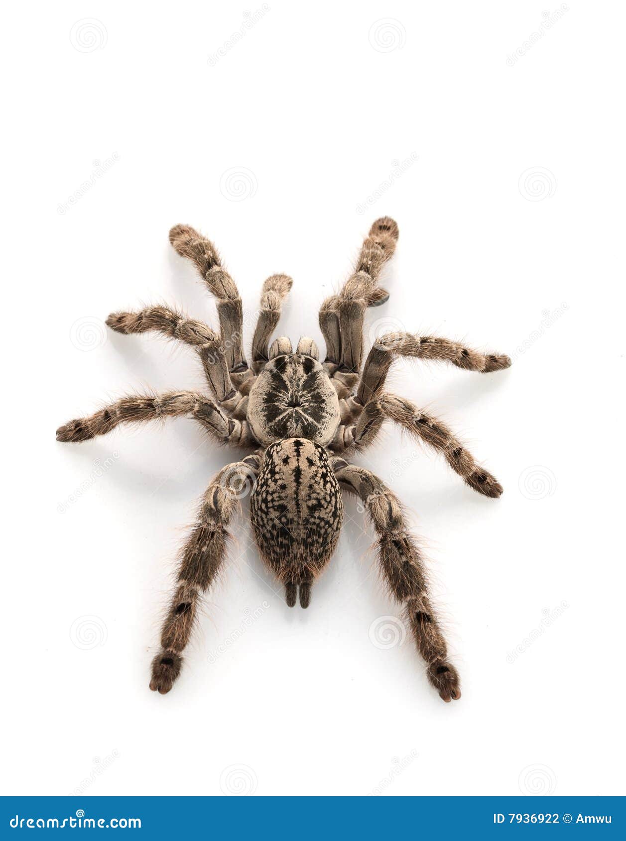 Ornamental Baboon Tarantula Stock Photo - Image of zoology, nature: 7936922