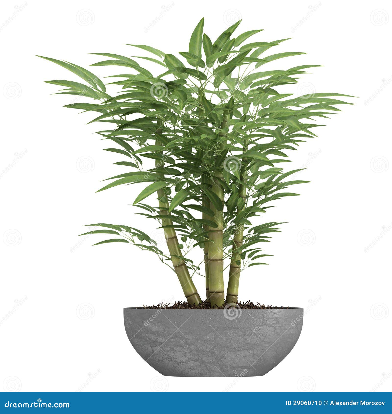 Ornamental Bamboo In A Container Royalty-Free Stock Image ...