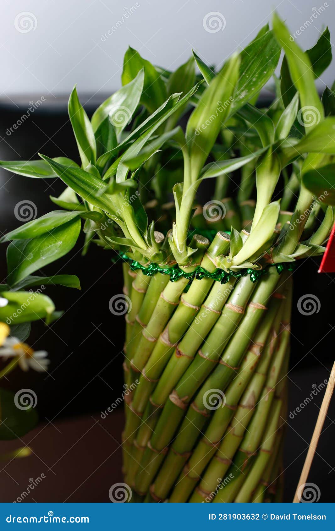 Ornamental bamboo plant stock photo. Image of group - 281903632