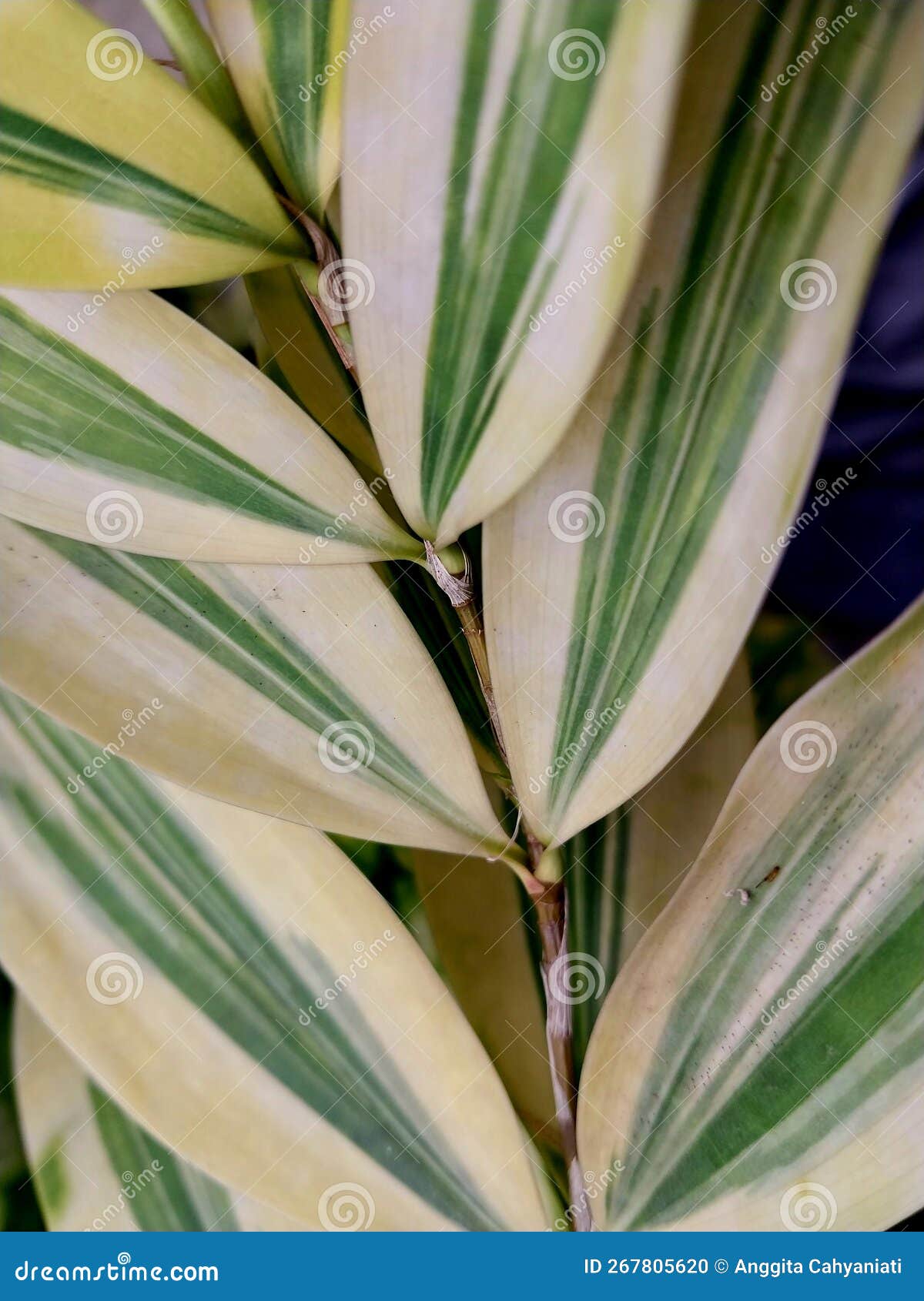 Ornamental Bamboo Plants in Asian Gardens? Stock Photo - Image of shrub ...