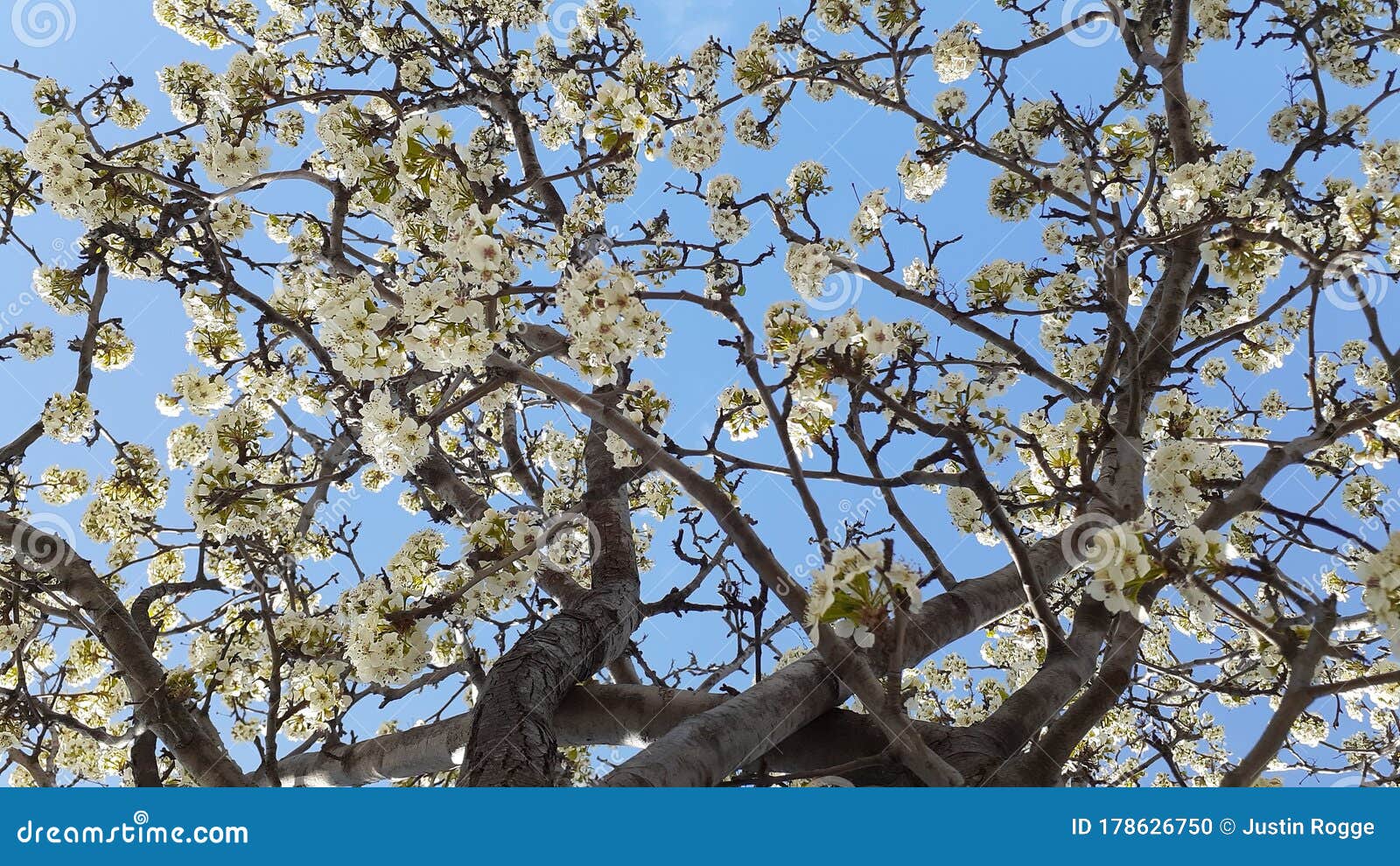Ornamental Blossom 3 Branching Out Stock Photo - Image of nature ...