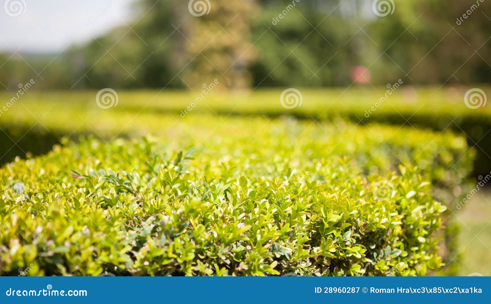 Ornamental boxwood stock image. Image of beauty, bright - 28960287