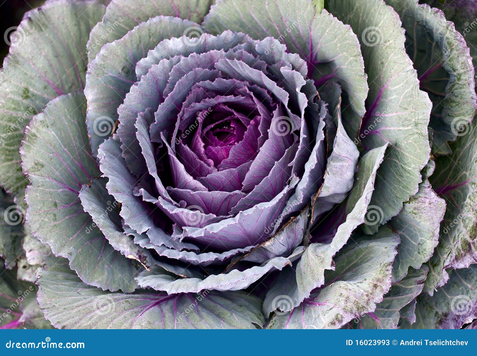 Ornamental Cabbage. Flowering Kale. Garden Trends. Brassica Oleracea ...