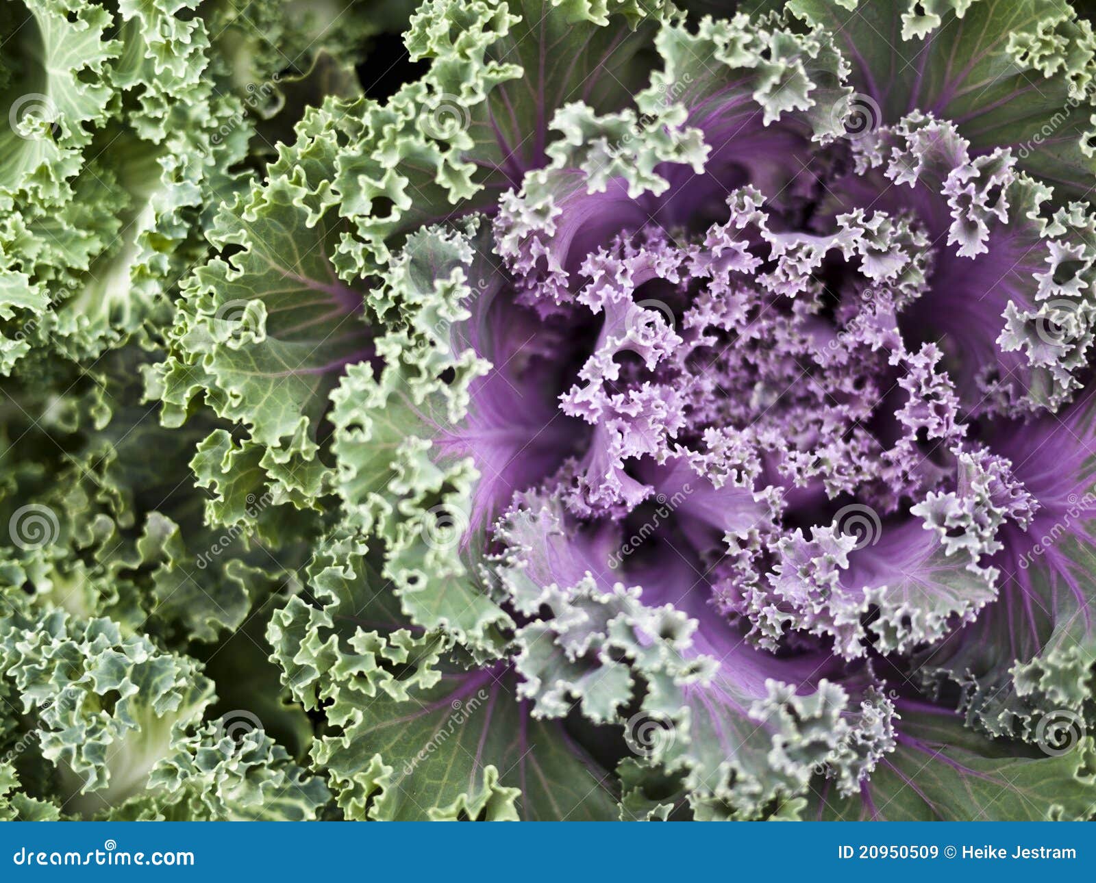 Ornamental cabbage stock image. Image of brassica, agriculture - 20950509