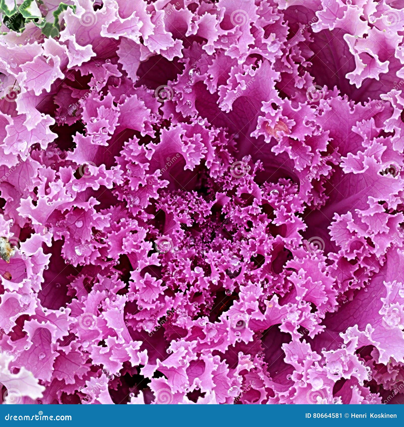 Brassica Oleracea Var Acephala Osaka Red Linnaeus, Cole, Pink Flowering ...