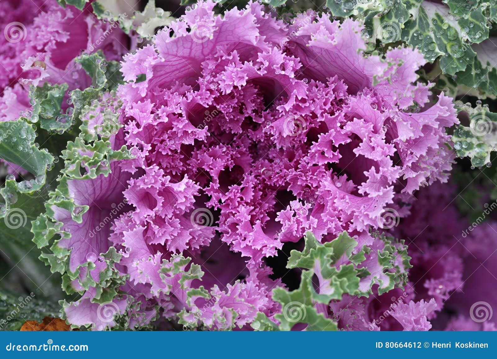 Brassica Oleracea Var Acephala Osaka Red Linnaeus, Cole, Pink Flowering ...