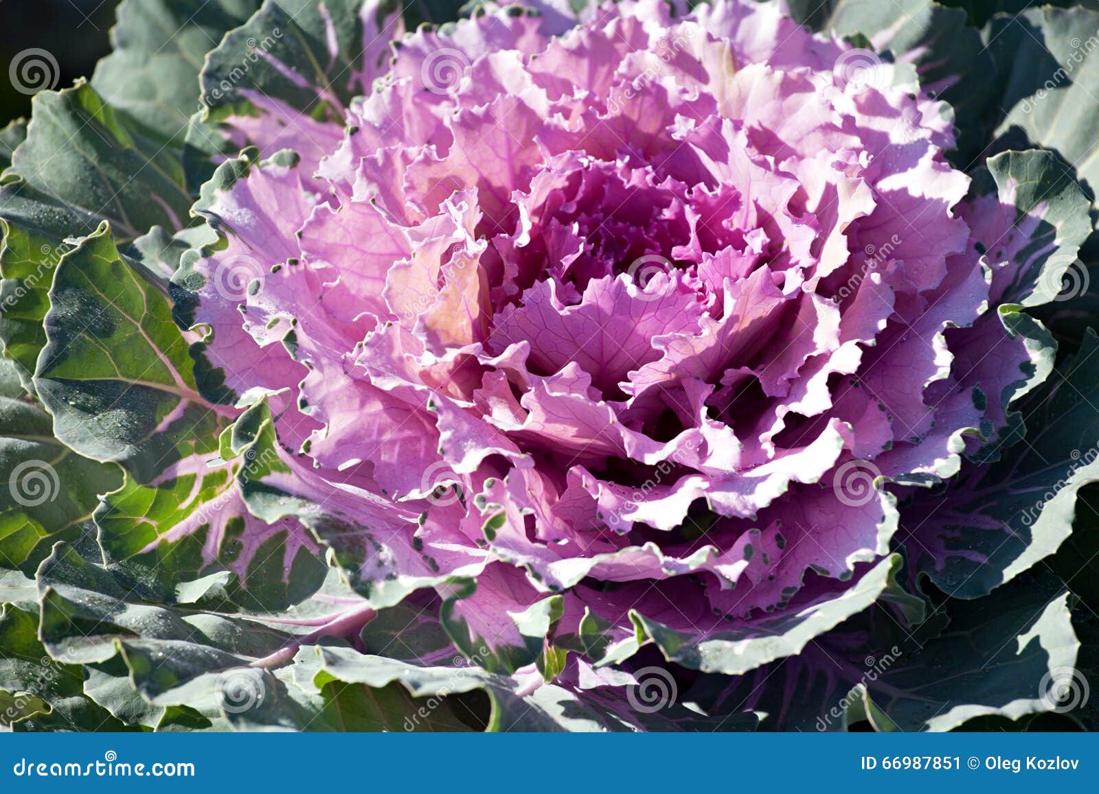 Ornamental cabbage stock image. Image of vegetable, leaves - 66987851