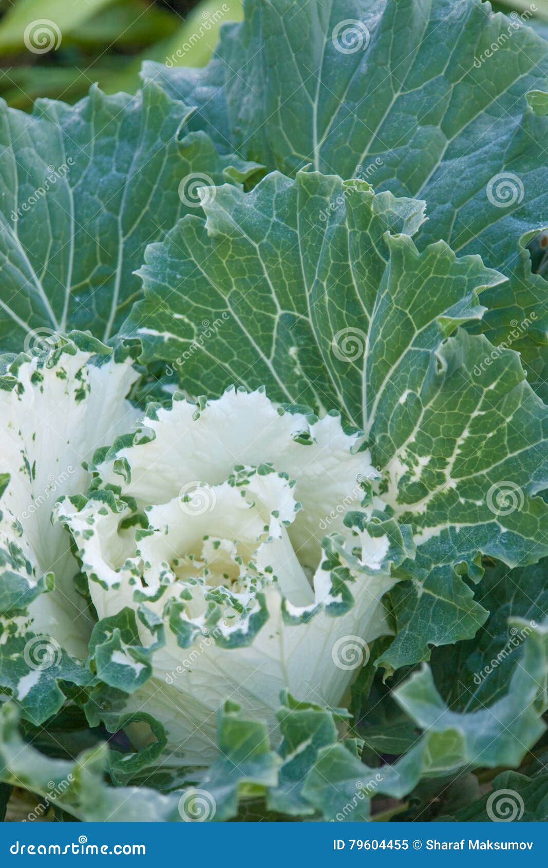 Ornamental Cabbage Flowers on Green Garden Outdoors. Stock Image ...