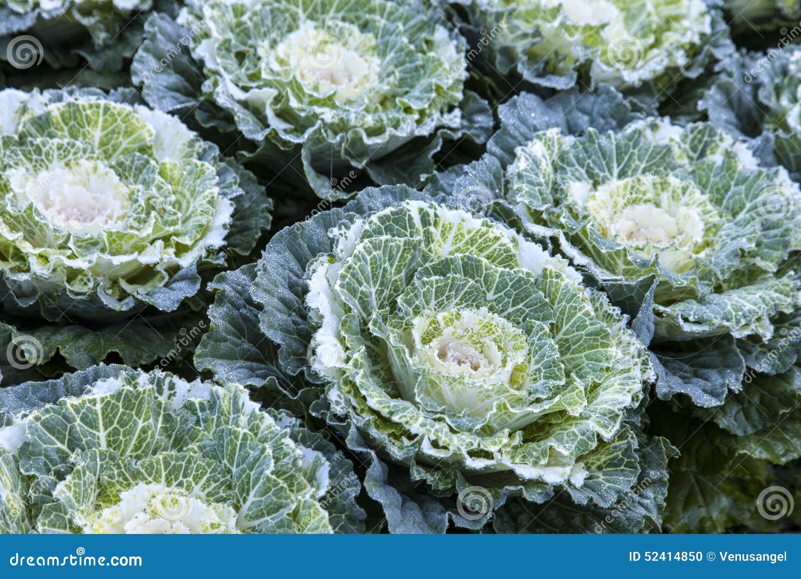 Ornamental Cabbage stock photo. Image of organic, nutrition - 52414850