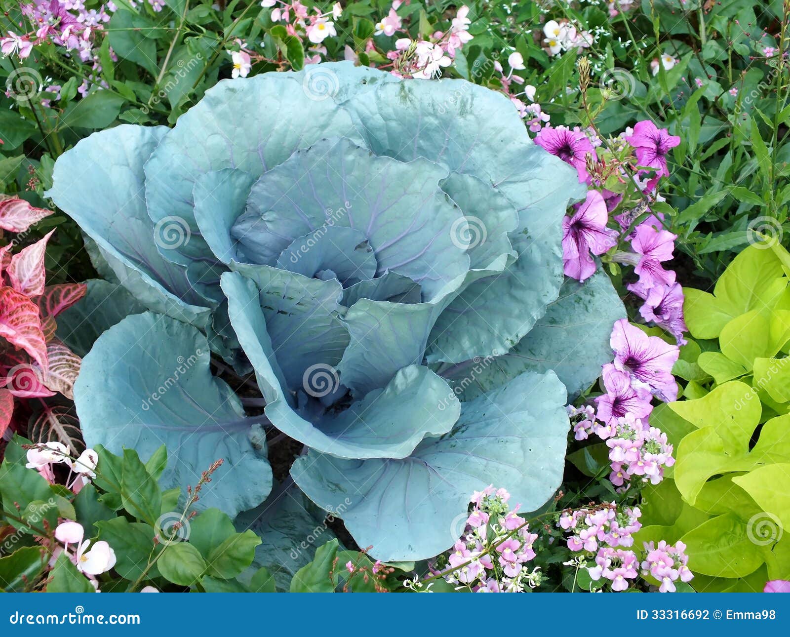 Ornamental Cabbage stock photo. Image of pink, plant - 33316692