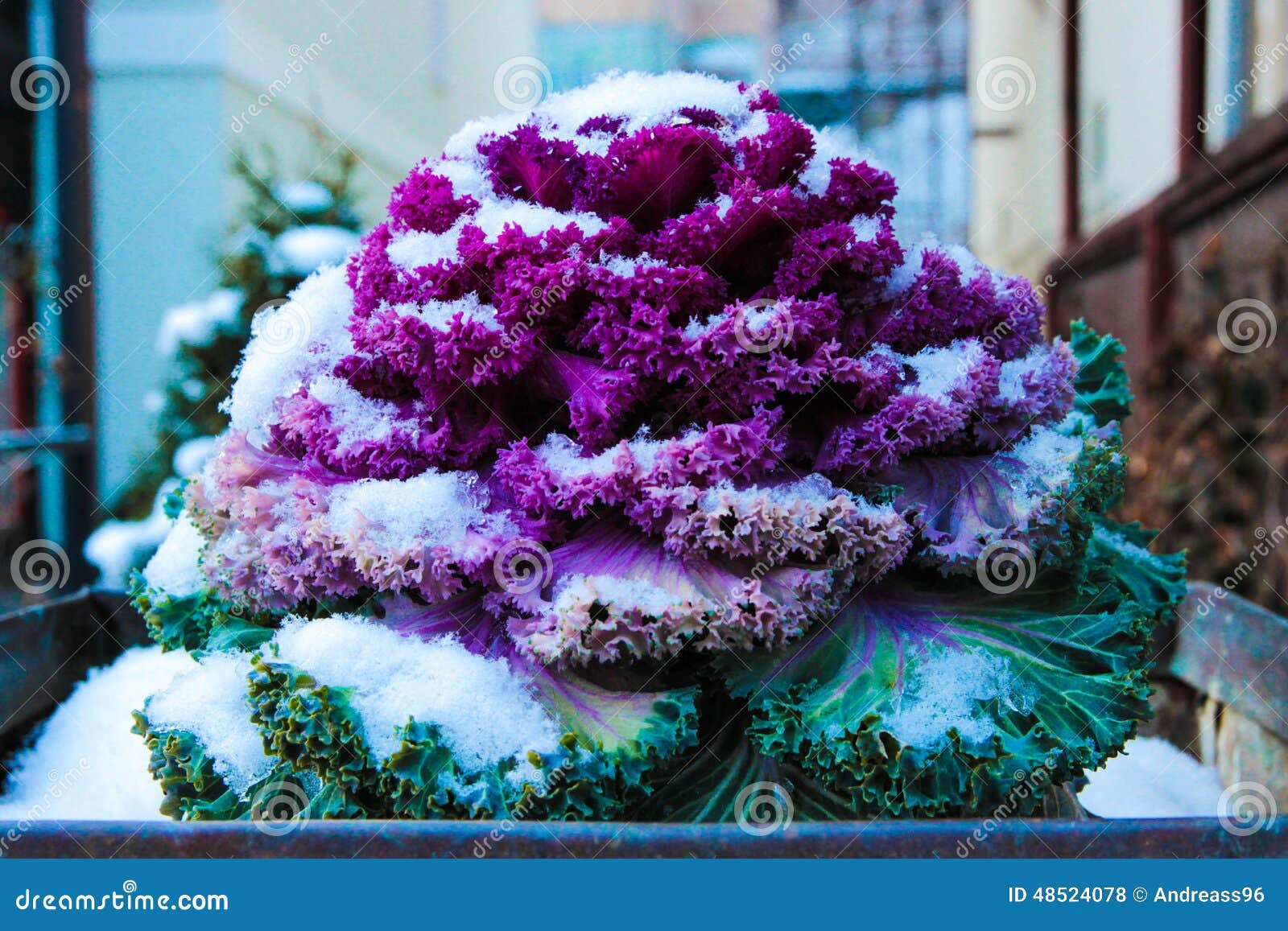 Ornamental Cabbage stock photo. Image of design, leaf - 48524078