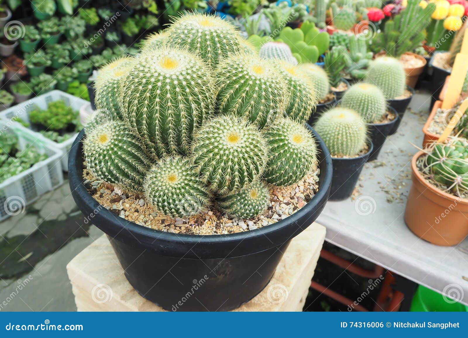 Ornamental Cactus Tree on Flower Pot. Stock Photo - Image of lovely ...