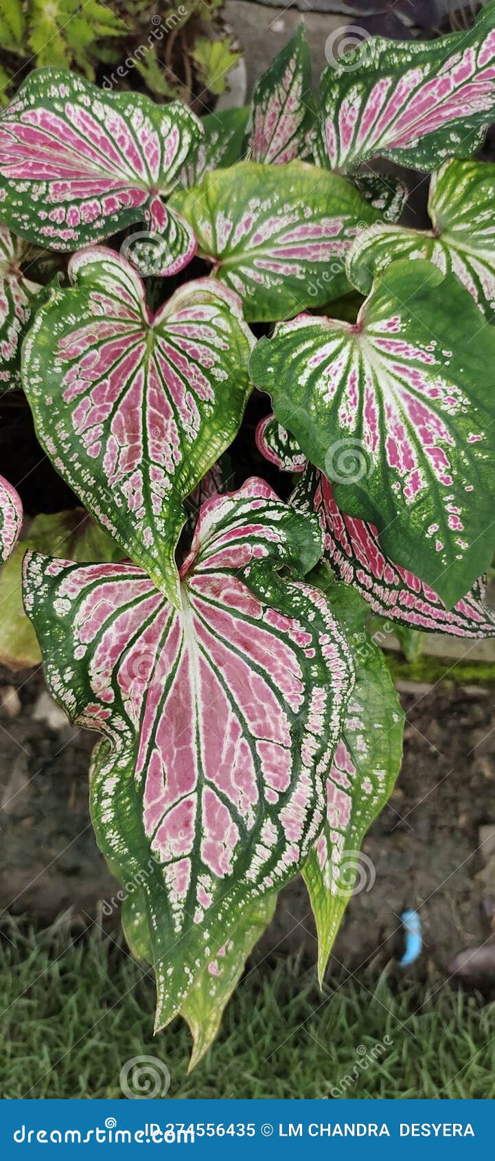 Ornamental Caladium Flower "Caladium Bicolor" Stock Image - Image of ...