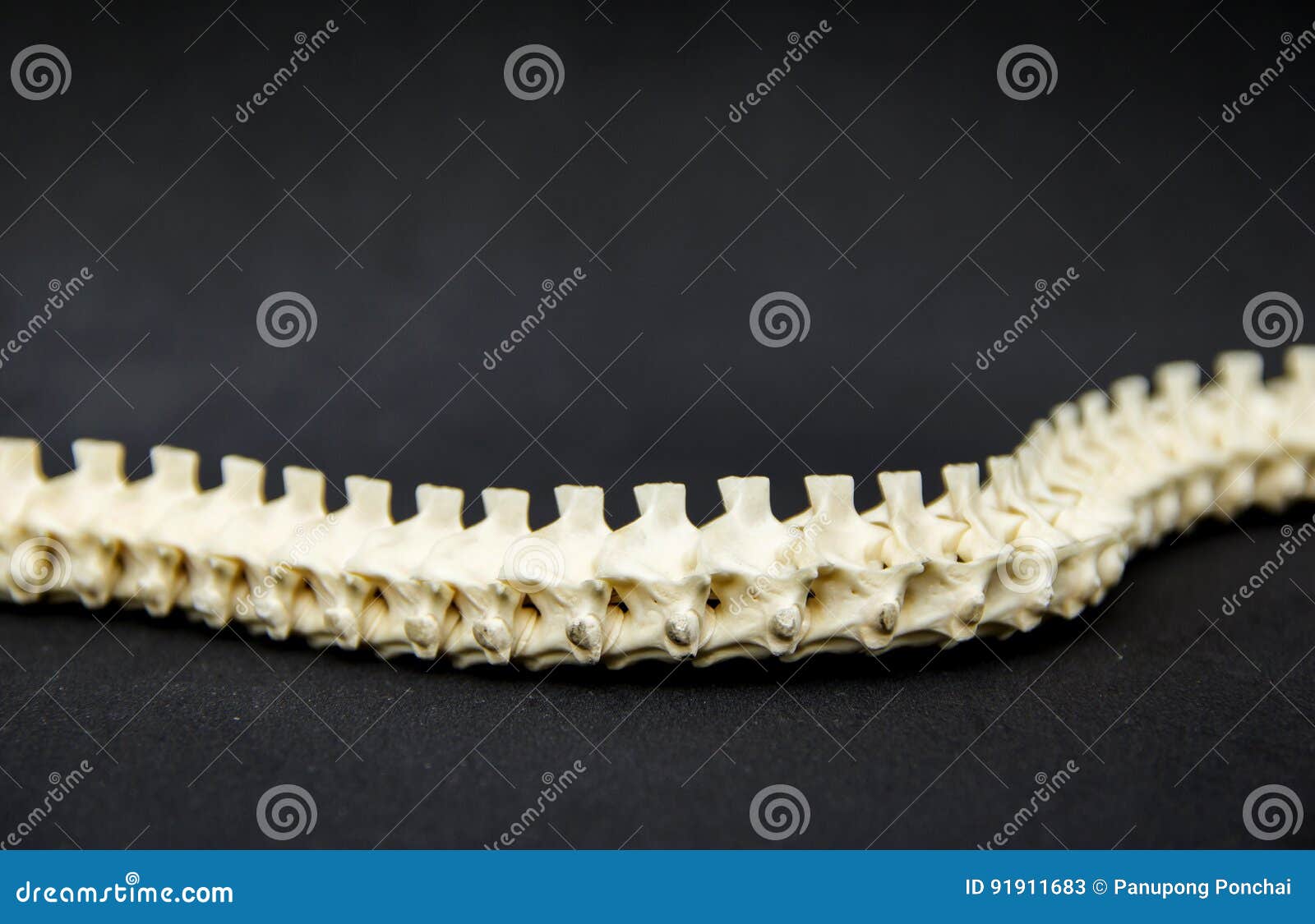 Ornamental Chain Boa Snake Bones Stock Image - Image of equipment, loop ...
