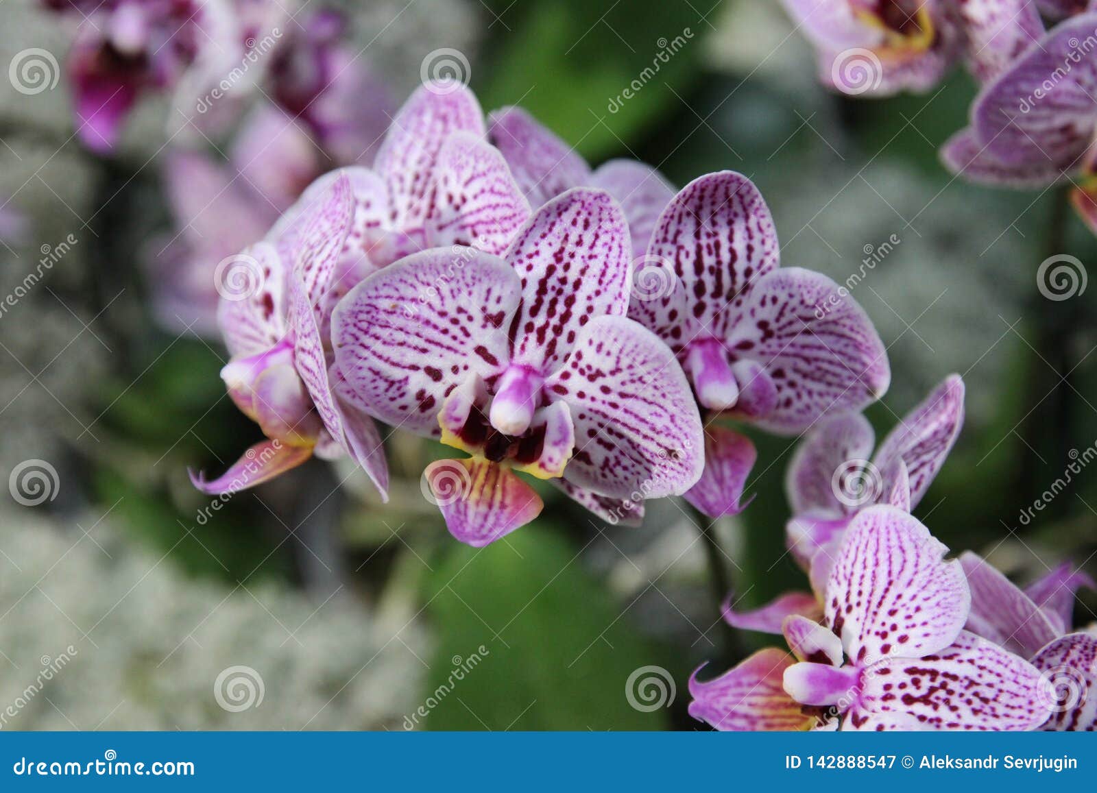 Ornamental with Colorful Orchids in the Garden Stock Image - Image of ...
