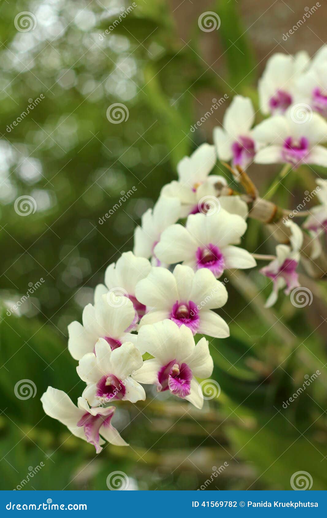 Ornamental with Colorful Orchids in the Garden. Stock Photo - Image of ...