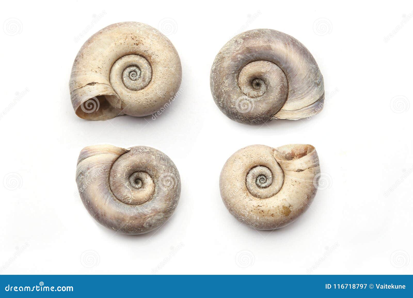 Ornamental Composition of Four Empty Shells Isolated on White ...