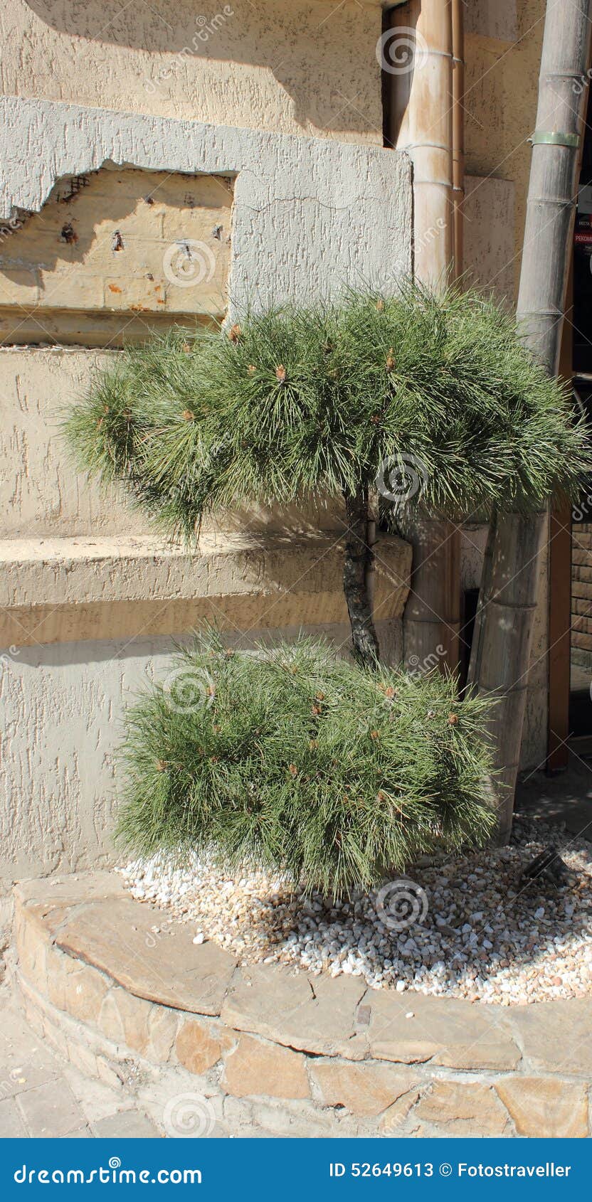 Ornamental conifer stock image. Image of trees, horizontal - 52649613