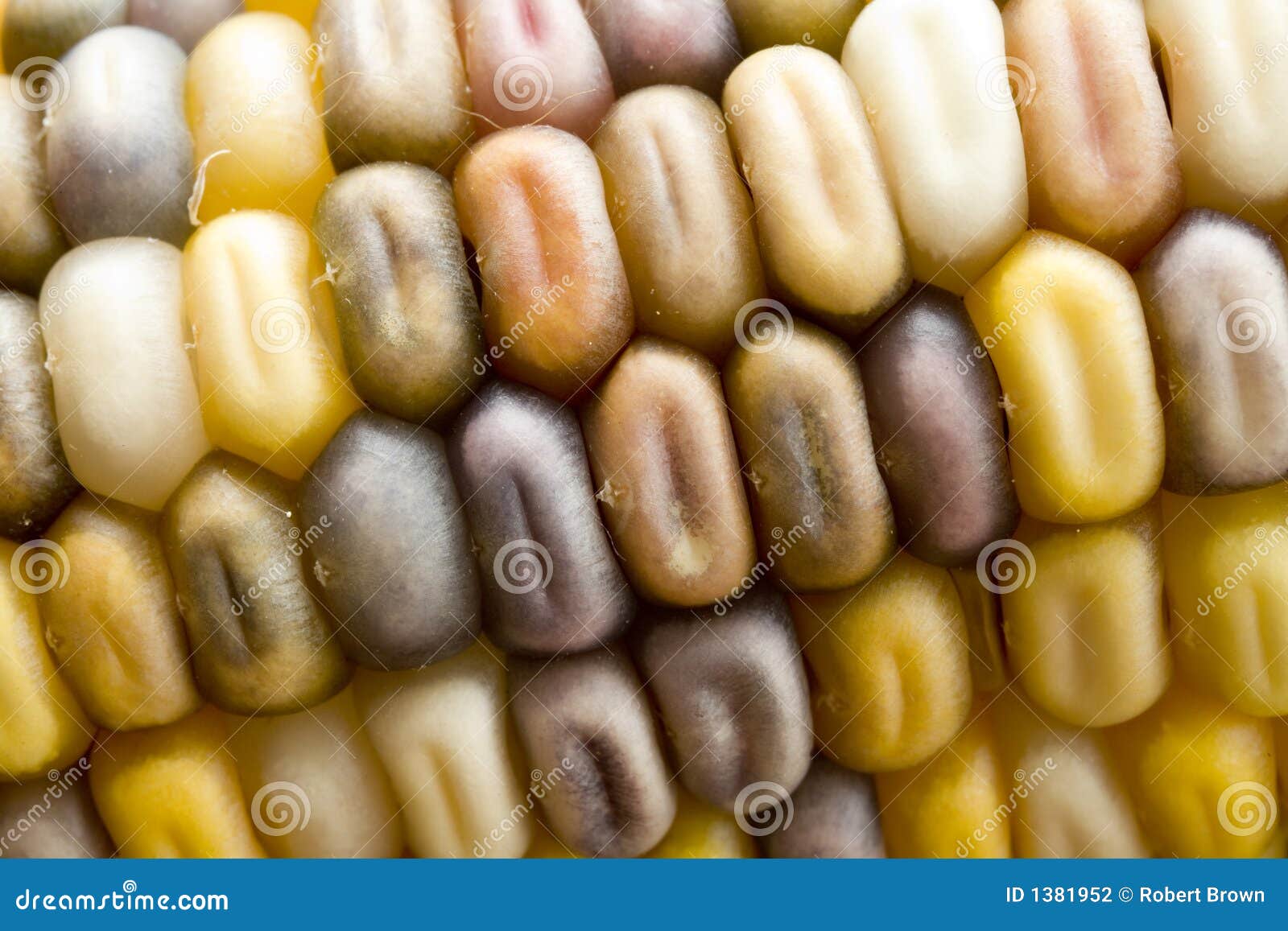 Ornamental Corn Abstract stock photo. Image of husk, pattern - 1381952