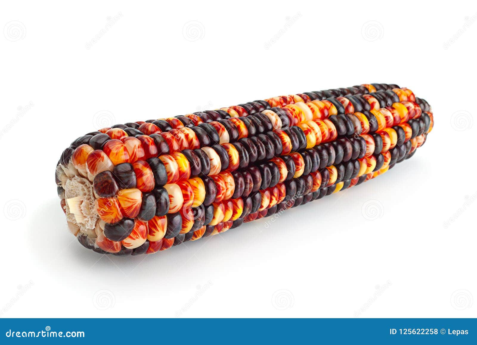 Ornamental Corn Closeup on White Stock Photo - Image of decorative ...