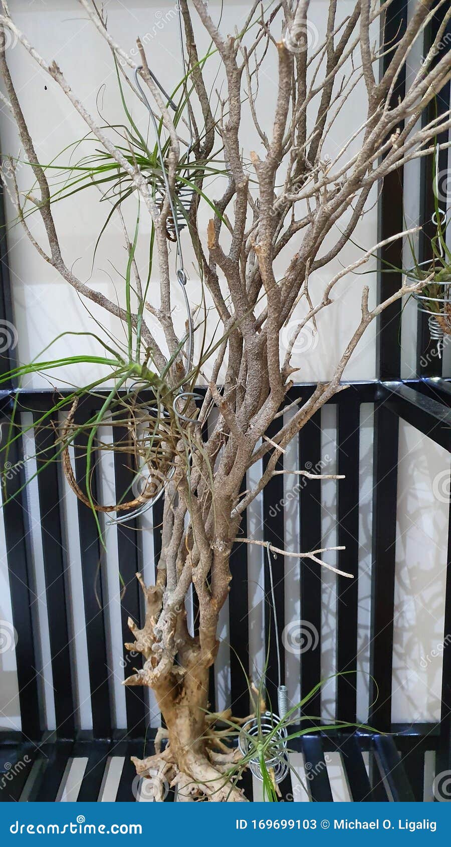 Ornamental Dead Tree As Interior Design Addition Stock Image - Image of ...