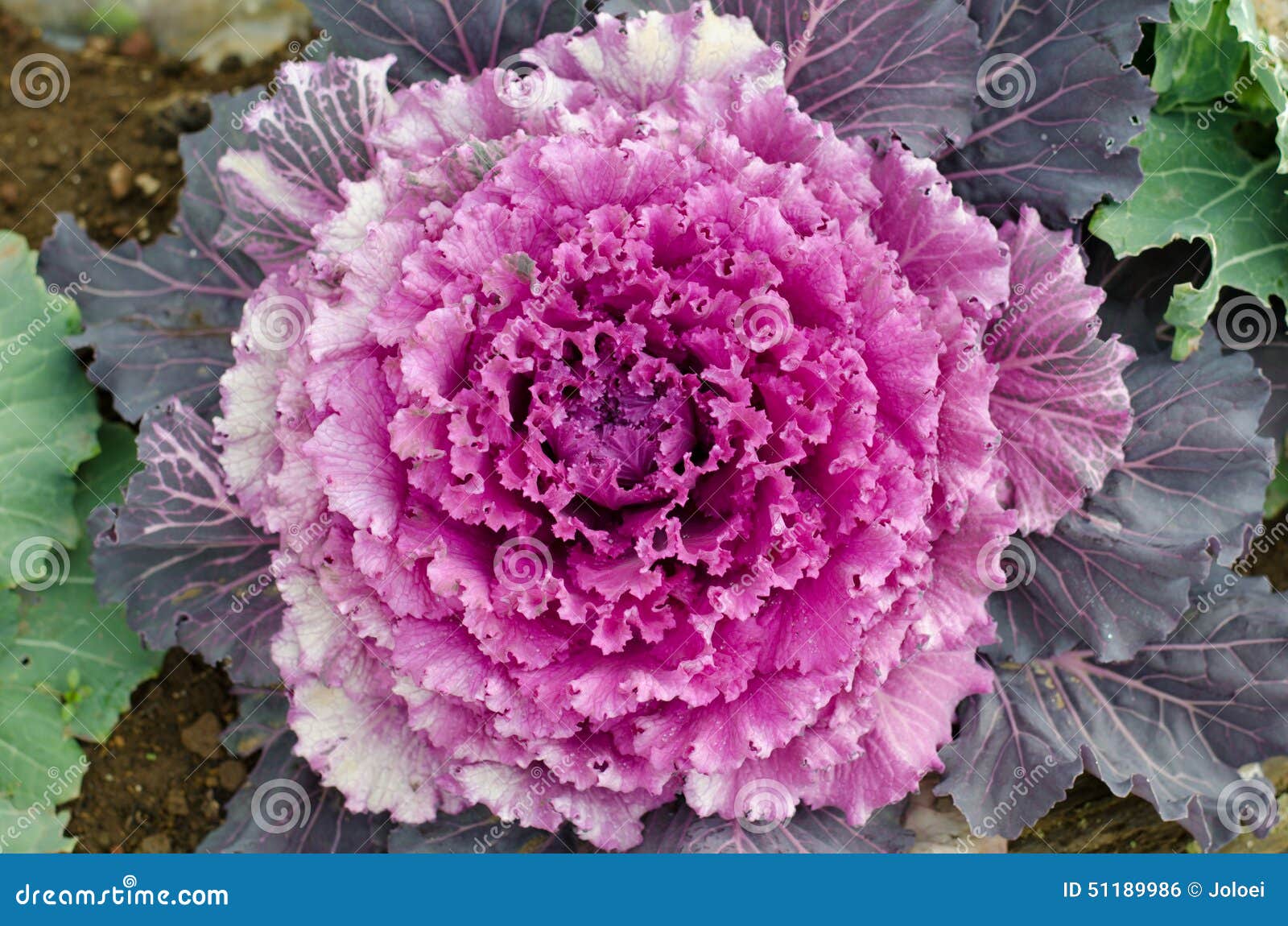 Ornamental Decorative Cabbage Stock Photo - Image of flower, leaf: 51189986