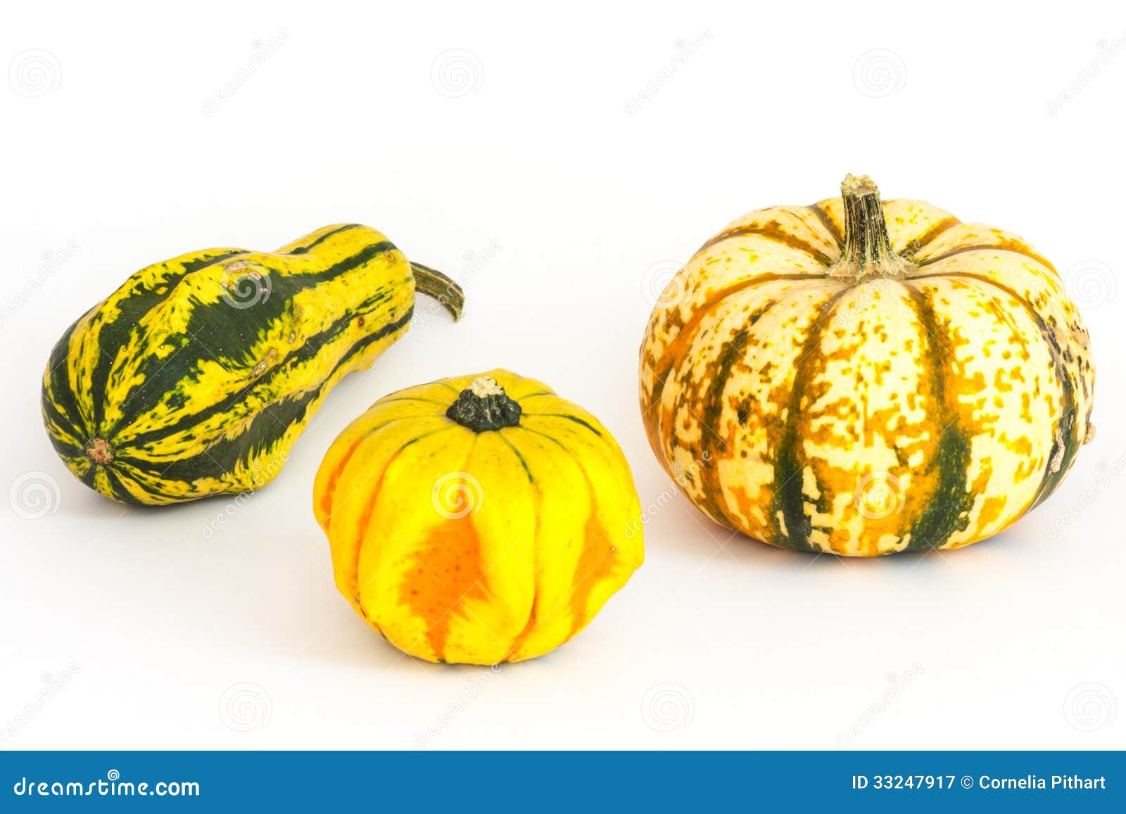 Ornamental or Decorative Gourd Stock Image - Image of fall, yellow ...