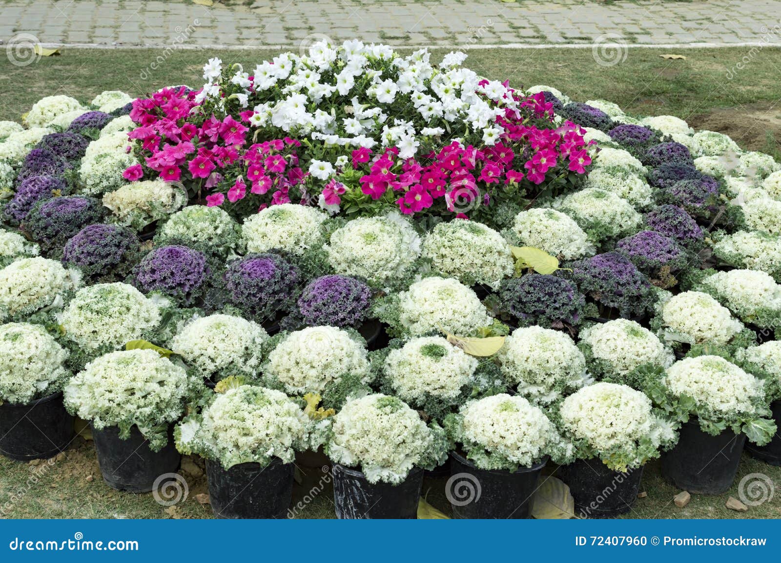 Ornamental Designer Mixed Cabbage Stock Photo - Image of curly, green ...