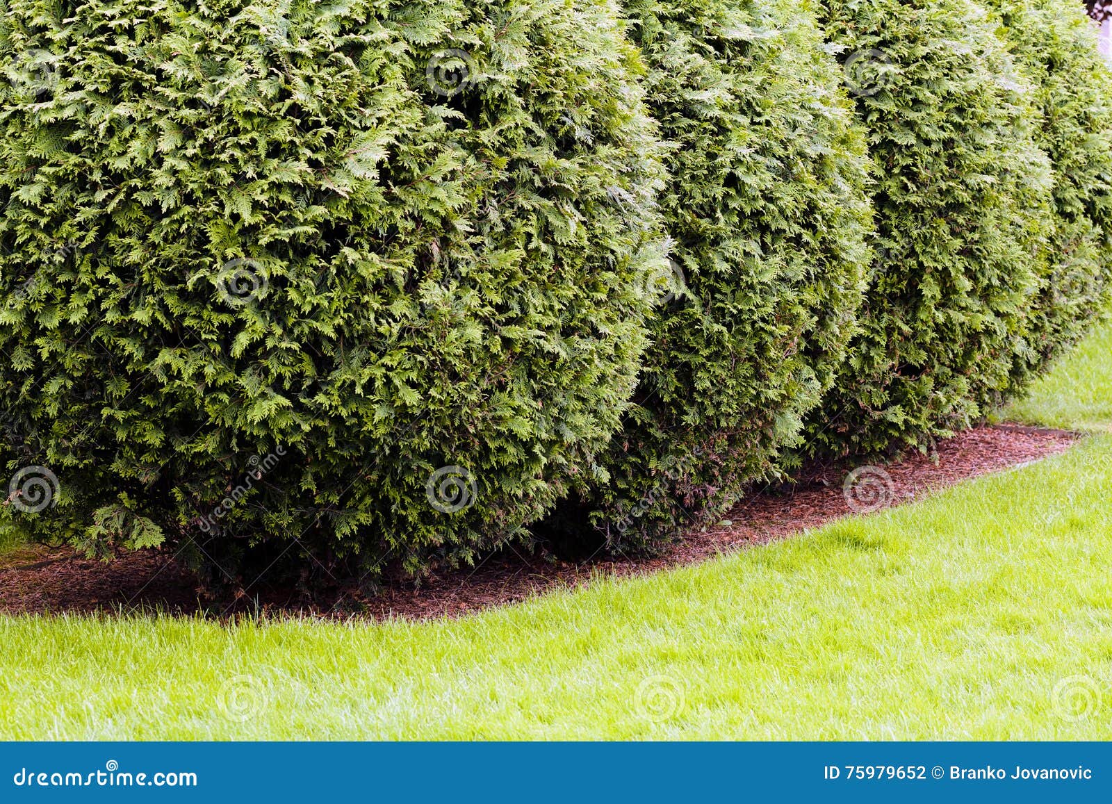 Ornamental Evergreen Hedges Stock Photo - Image of decorative, summer ...