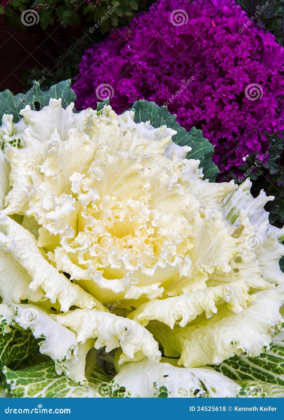 Ornamental Fall Cabbage stock photo. Image of november - 24525618