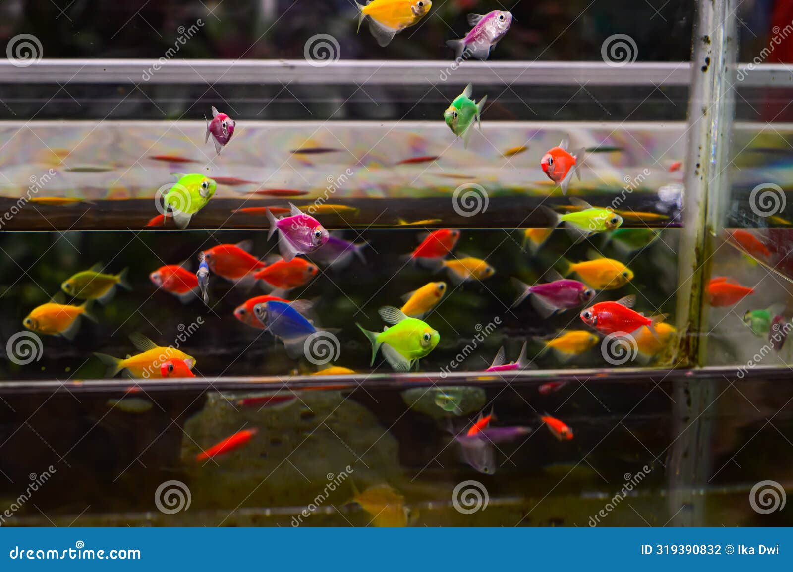 Ornamental Fish in the Aquarium Stock Photo - Image of freshwater ...
