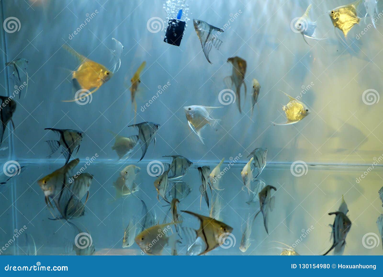 Ornamental Fish in Aquarium Stock Photo - Image of tank, asia: 130154980