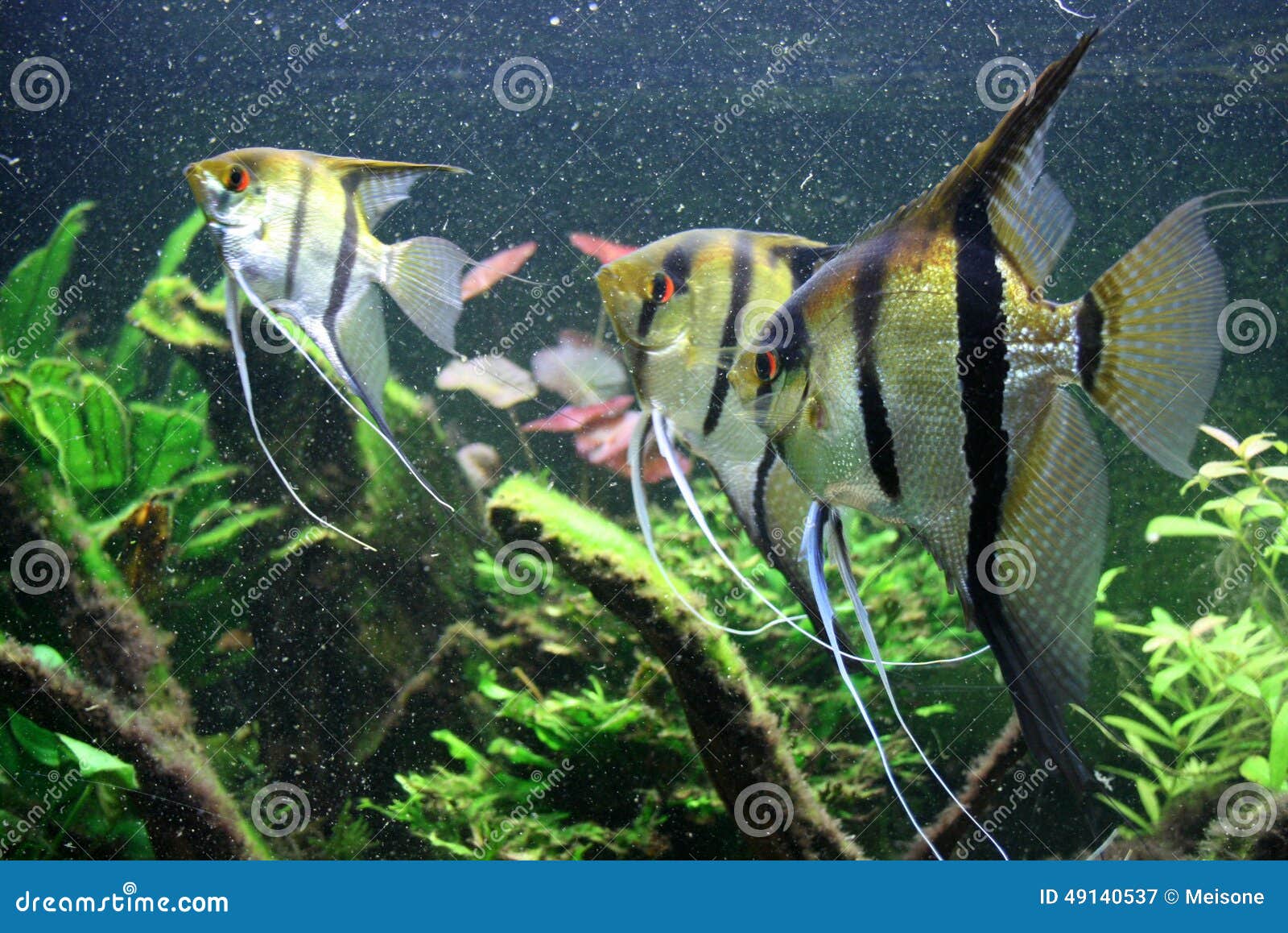 Ornamental fish - Scalar stock image. Image of ocean - 49140537