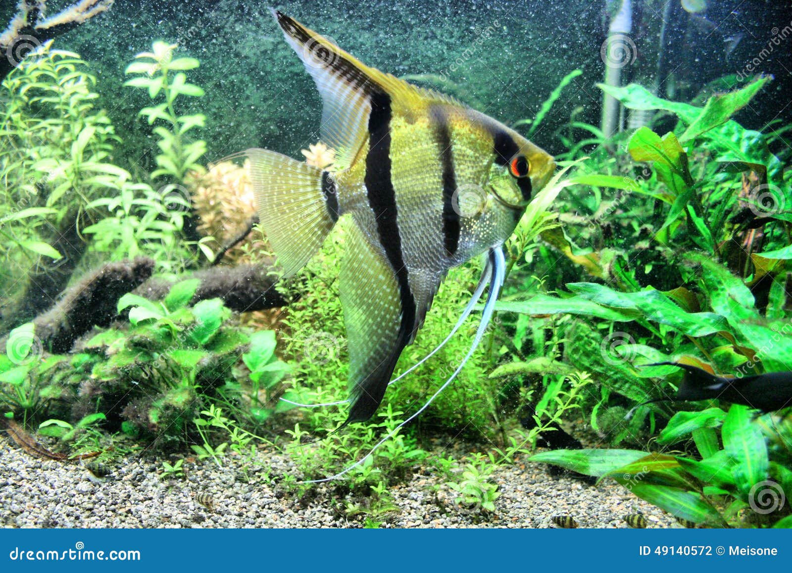 Ornamental fish - Scalar stock photo. Image of amazon - 49140572