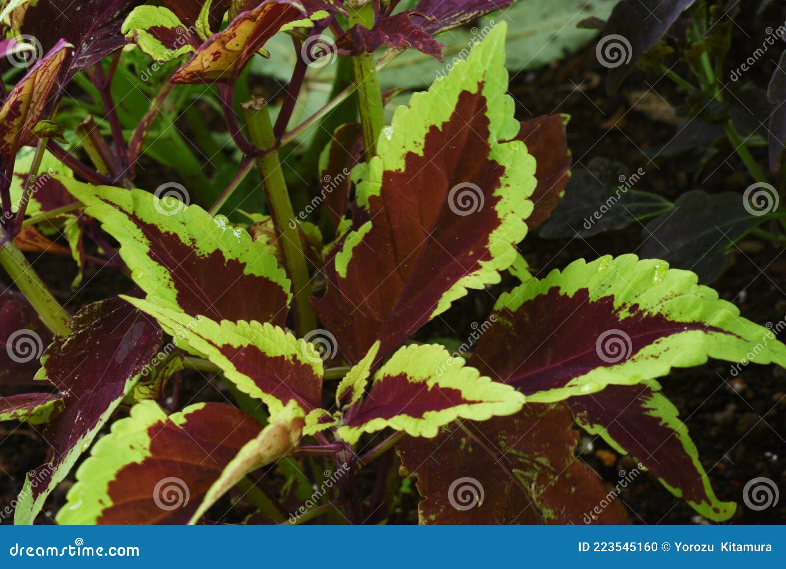The Ornamental Foliage Plants. Stock Photo - Image of bright, botanical ...