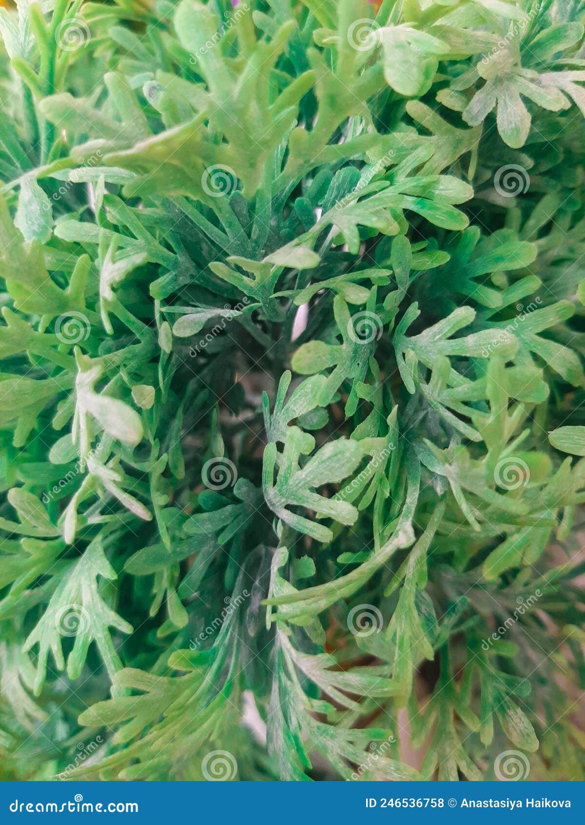 Ornamental Foliage, Small Leaves of the Plant Stock Photo - Image of ...