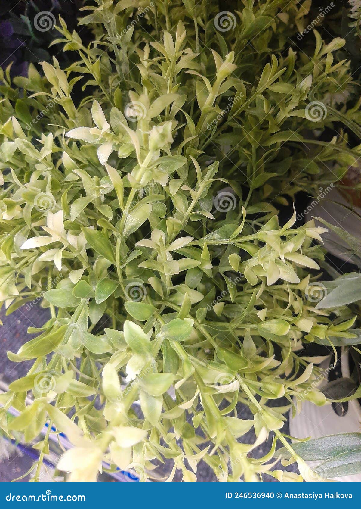 Ornamental Foliage, Small Leaves of the Plant Stock Photo - Image of ...