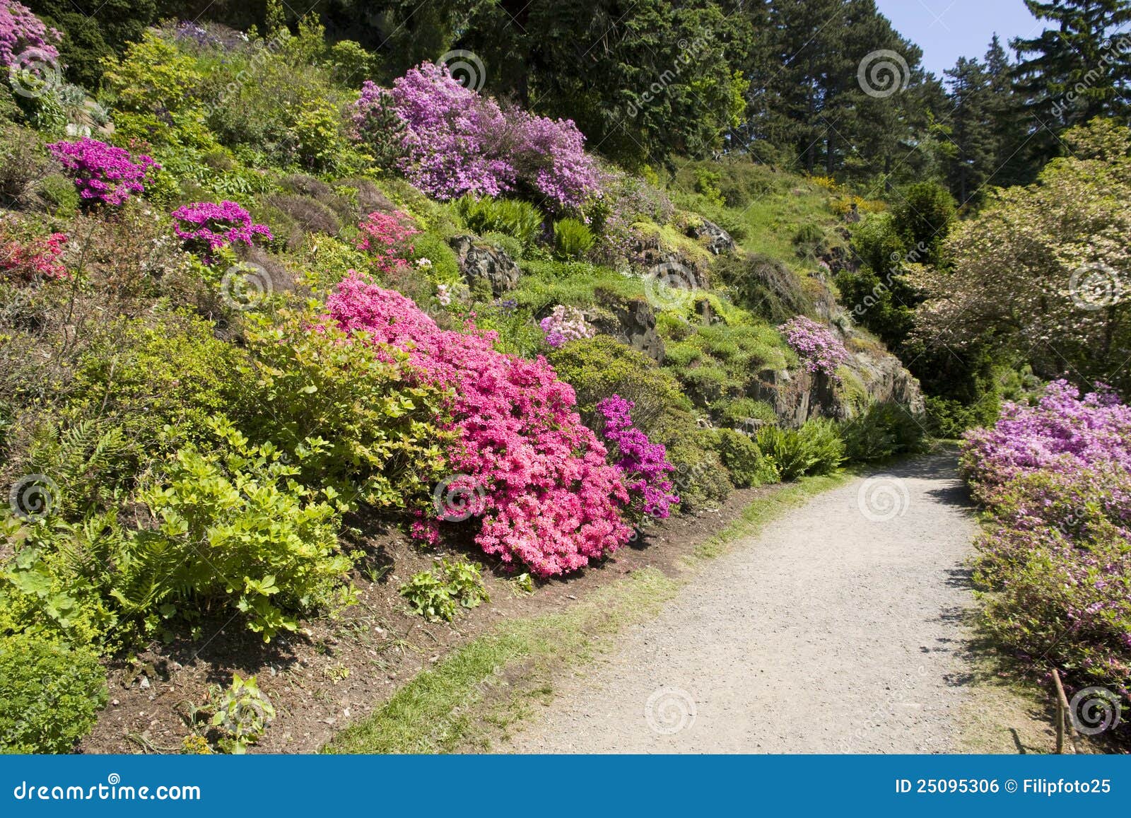 Ornamental garden stock photo. Image of nature, cultivated - 25095306