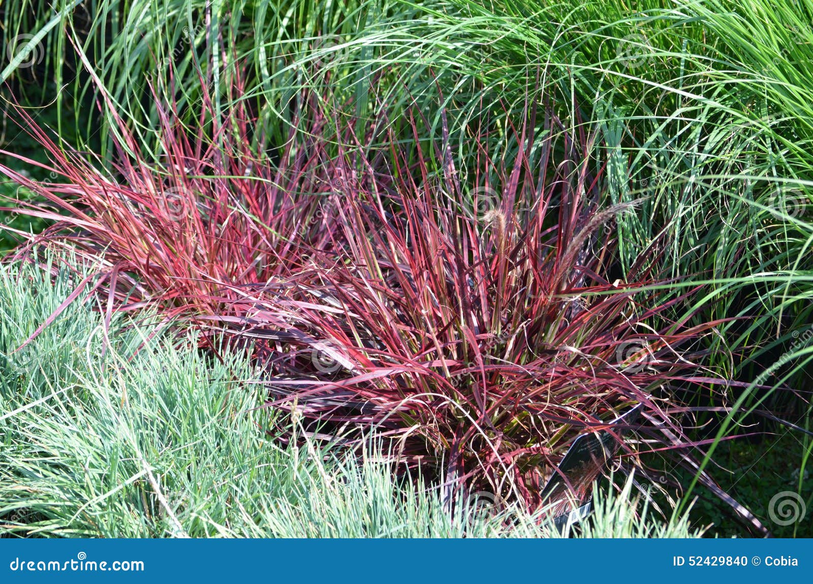 Ornamental garden grass stock photo. Image of green, plant - 52429840