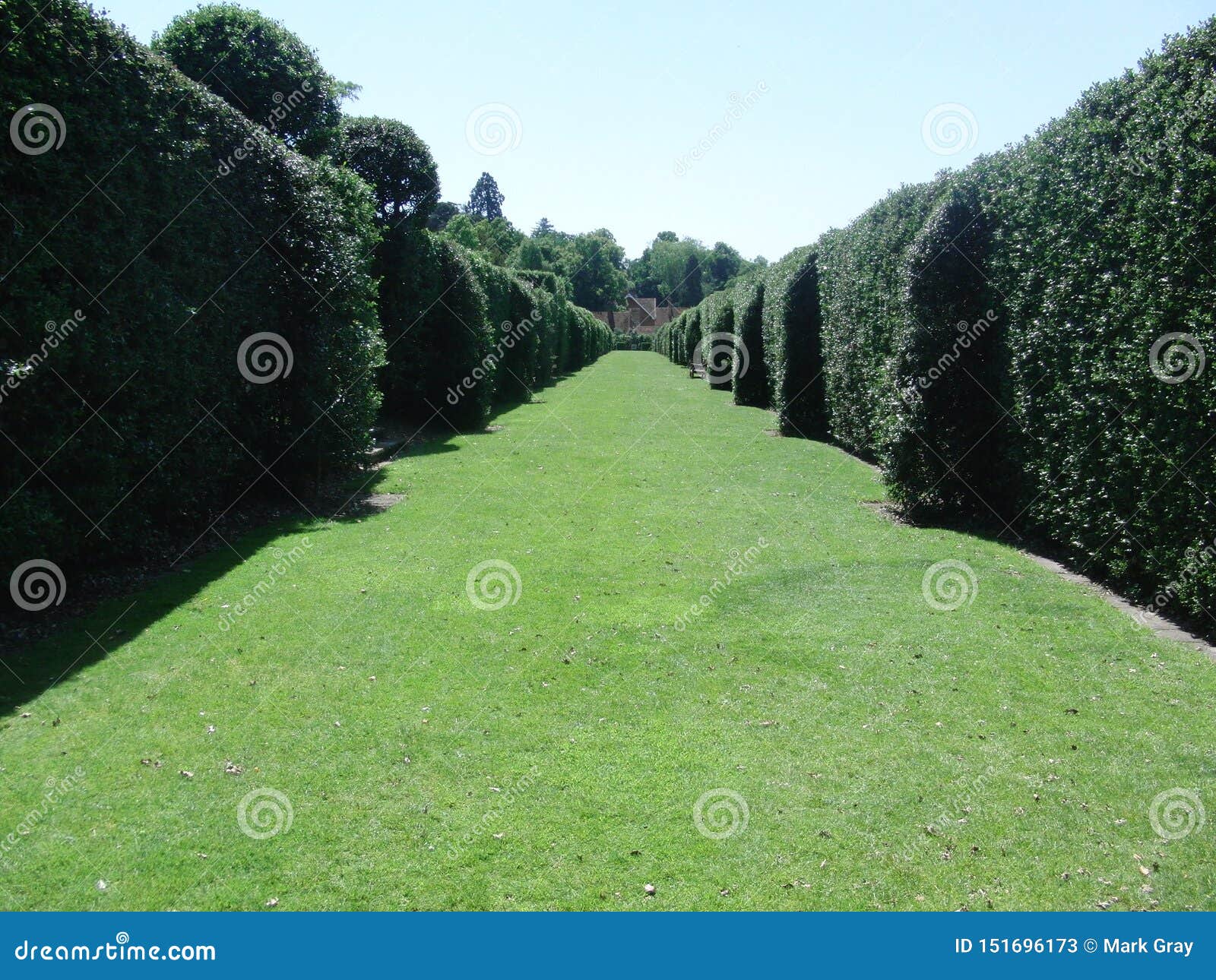 Tall Hedges stock image. Image of grass, garden, lawn - 151696173